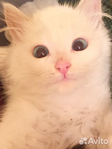 Котёнок Турецкая ангора фенотип
