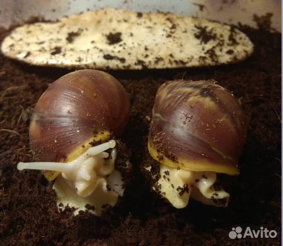 Улитки Архахатина сп Бенин