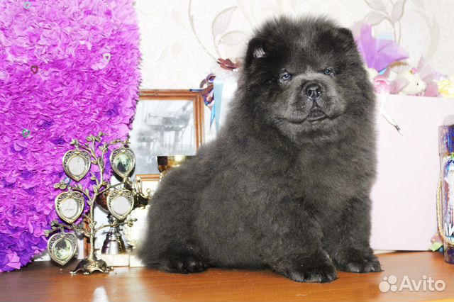 Голубой мальчик Чау-Чау