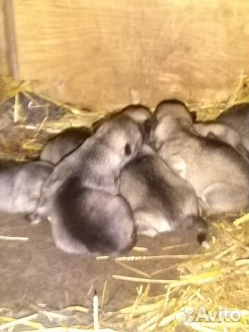 Щенки западно-сибирской лайки