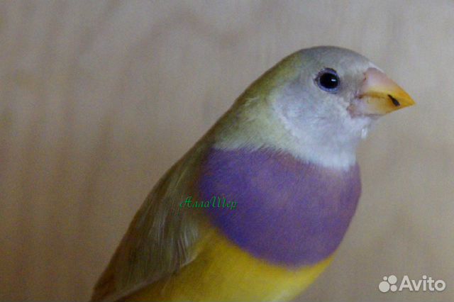 Самец амадины Гульда