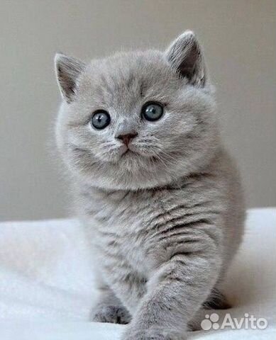 Британский котенок Мерлин голубой окрас