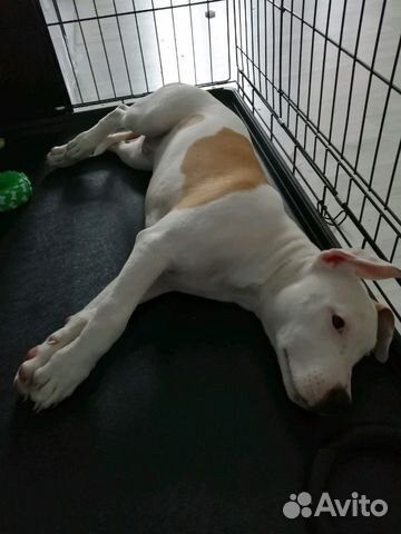 Американский стаффордширский терьер