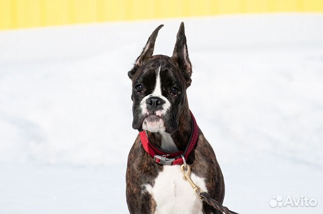 Интересная боксерочка