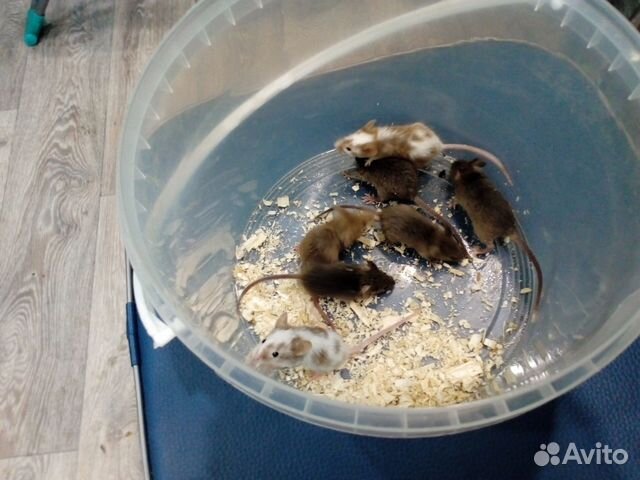 Мыши