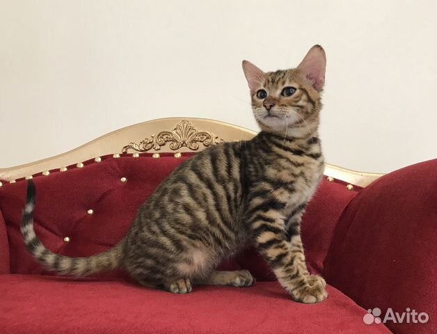 Кошечка тойгер Тоши