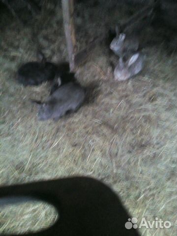 Половозрелые кролы