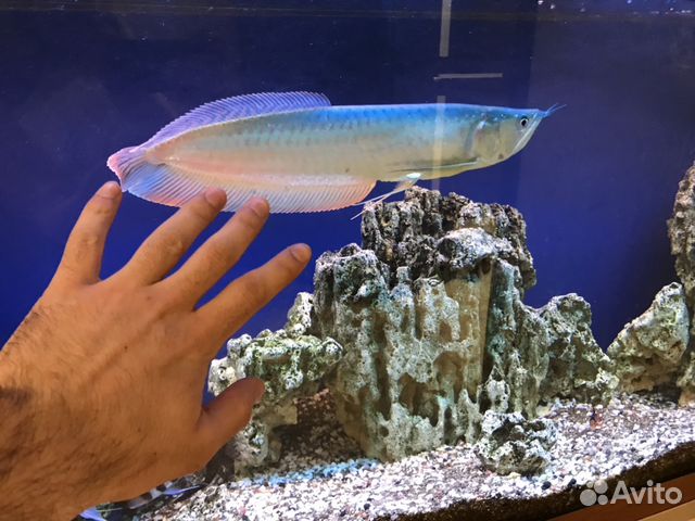 Аравана 35-40 см