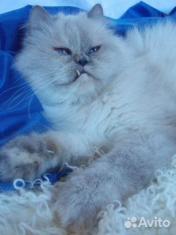 Шерри, персидская кошка в дар