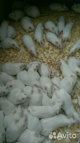 Мыши кормовые