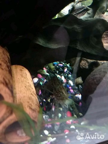 Рак мраморный