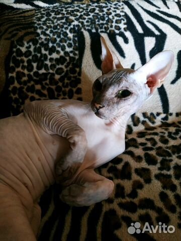 Кошечка Сфинкс