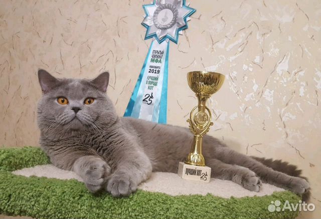 Мощный британский кот на вязку
