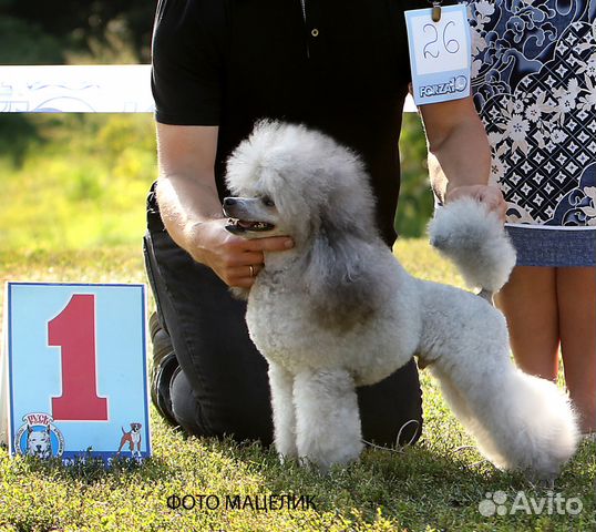 Вязка миниатюрного пуделя серебристого окраса