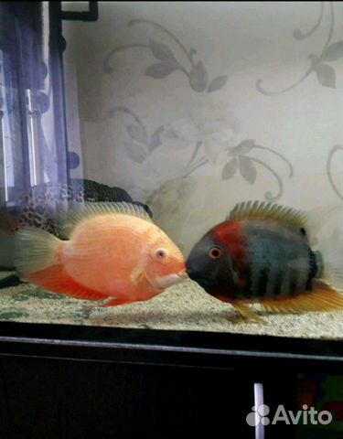 Взрослая пара северумов