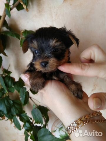 Малыши мини йорки, доставка по Крыму