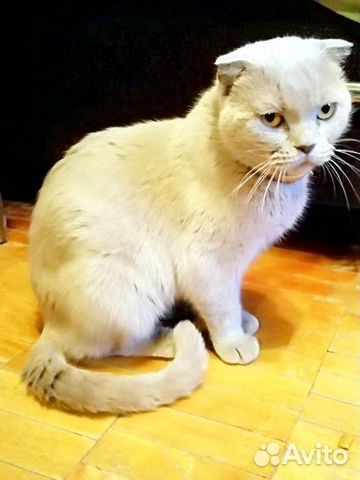 Пристрпиваю вислоухую кошку
