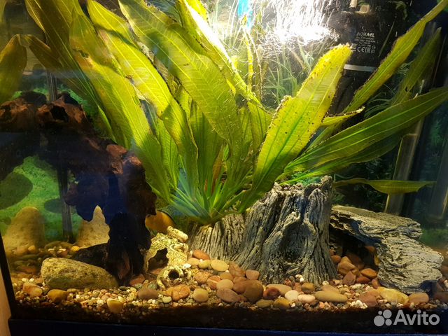 Аквариум с рыбами (цихлиды+сомик)