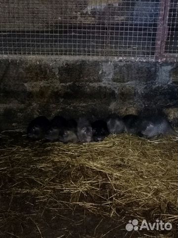 Мясо нутрии