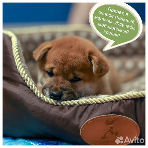 Щенки Сиба ину