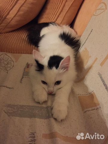 Кошка Фрося