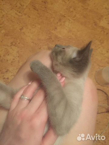 Сиамский котёнок