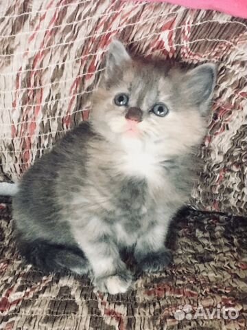 Котенок
