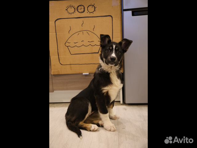 Щенок девочка Тори ищет дом