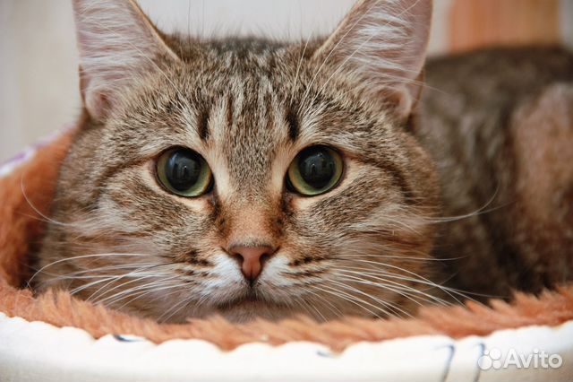 Кошечка Марфуша