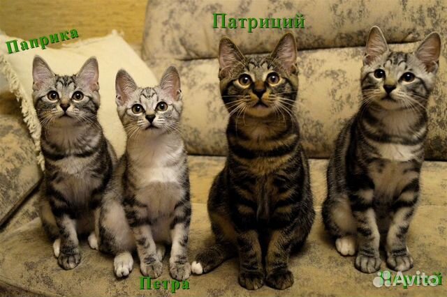 Курильские малыши в развод и для души