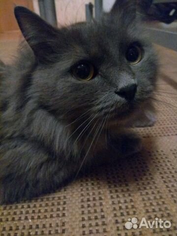Кот сибирский