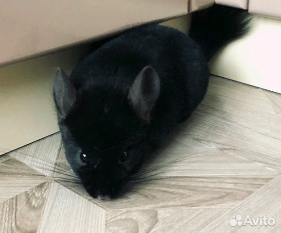 Шиншилла экстрик нф