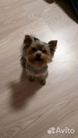 Вязка. Молодой кабель йорка ищет невесту