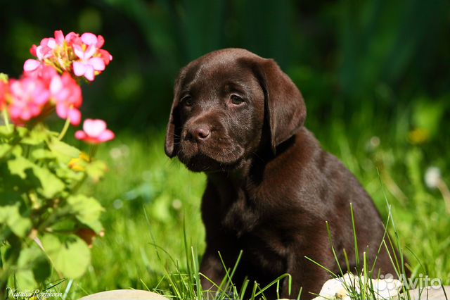 Продам лабродеток