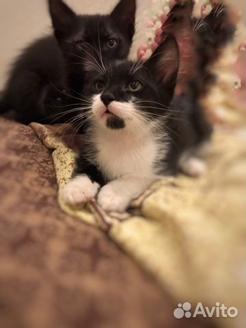 Ласковые котята ждут хозяев