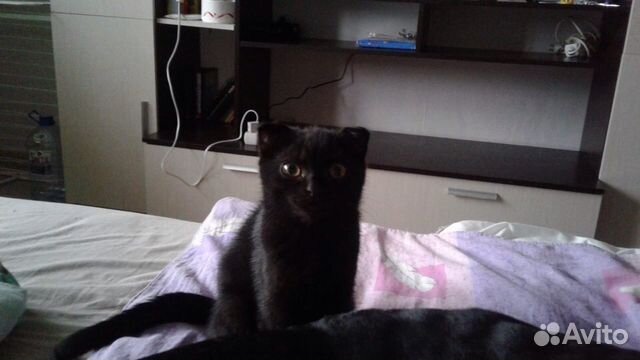 Продаю котенка