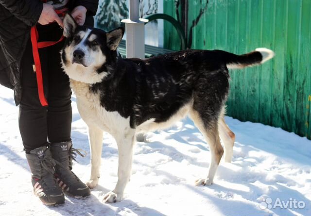 Красивая метиска в частный дом