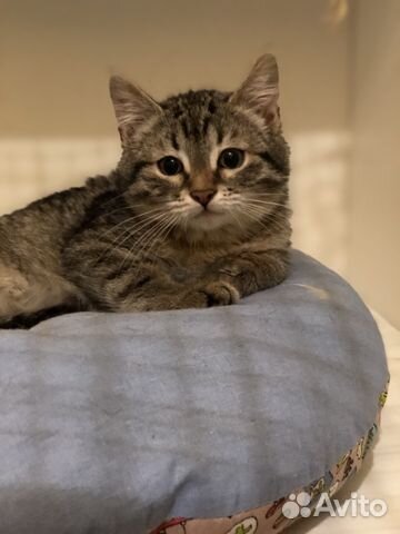 Котенок 3м