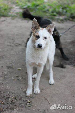 Белый Бим рыжее ухо с грустной судьбой ищет дом