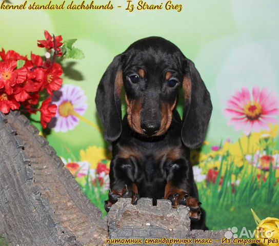 Великолепный таксёнок ждет Вас