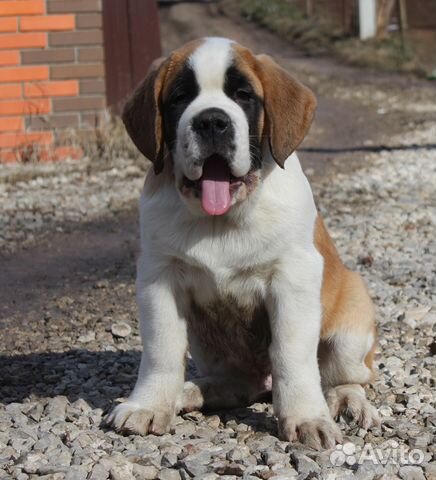 Щенок сенбернарчик