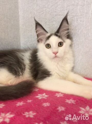 Кому красавца гномика