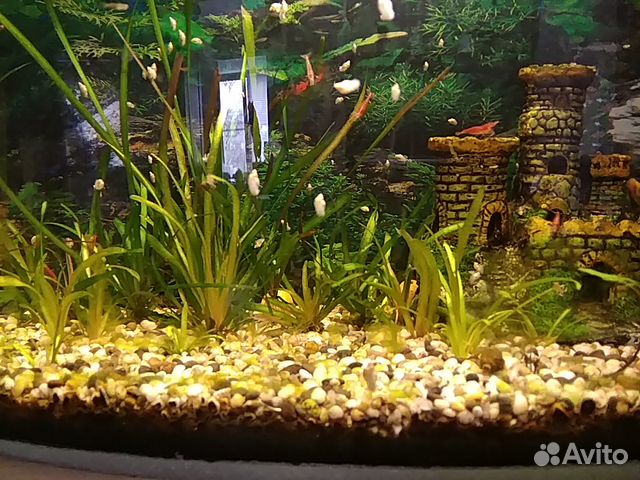 Улитки покемон