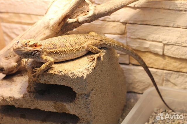Бородатая агама. Самка
