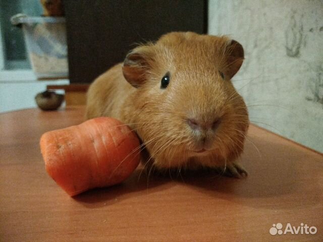 Морская свинка