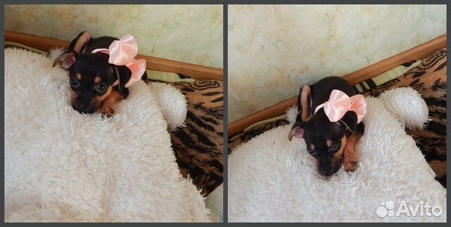 Девчулька-красотулька