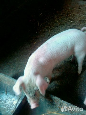 Поросенок ландрас