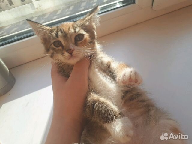 Отдам котенкв