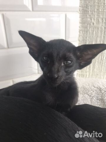 Ориентальная кошечка