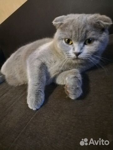 Ищю кота шотланского для своей кошки)